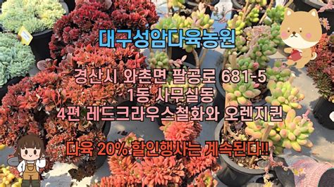 대구성암다육농원 1동 사무실동 4편 레드크라우스철화와 오렌지퀸 Youtube