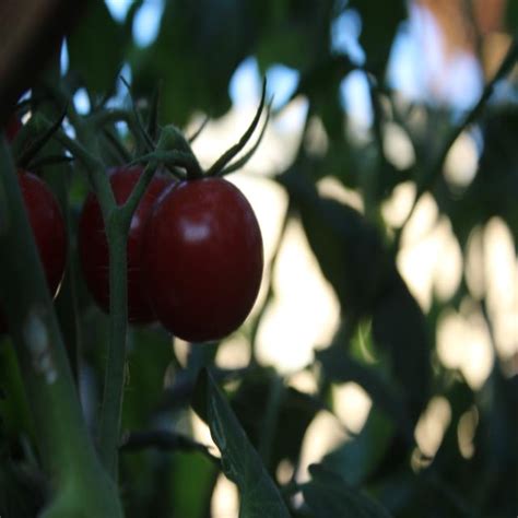 Tomatodetection Object Detection Dataset By Kemras
