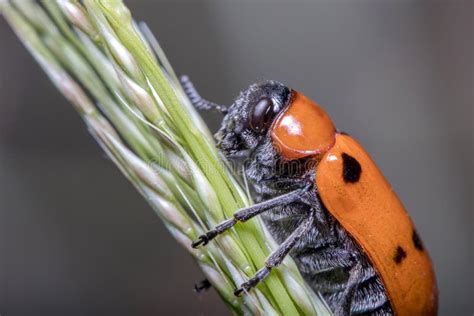 Detail Of Tituboea Sexmaculata Beetle Posed On A Green Twig Under The