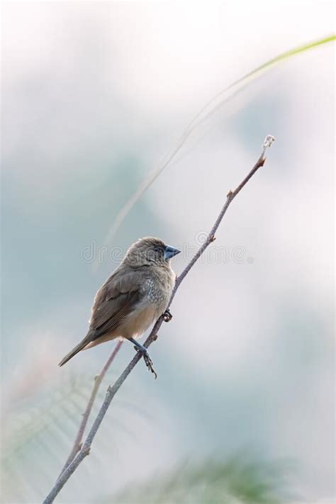 Male Scaly Breasted Munia Perching On Small Tree Branch Looking Into A