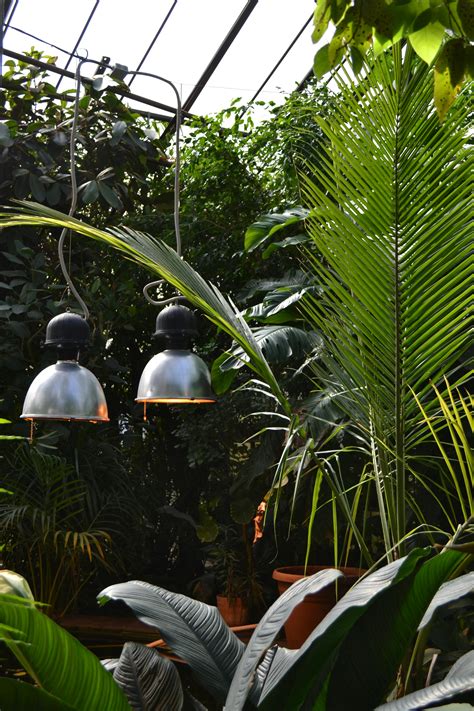 Areca Catechu Dypsis Lutescens 가정 식물 광합성 나뭇잎 녹색 녹색 자연 녹지 리프 텍스처 무성한 상록수 선명한 손바닥 잎