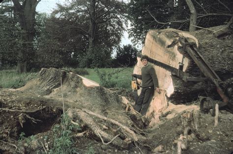 About Eastern Tree Surgery Limited