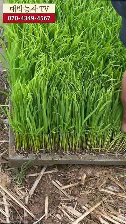 펜타키프 볍씨소독시 펜타키프 침종해서 고시히카리 모판 논에 나온지 얼마 되지 않았는데 잘 자랐네요 펜타키프 고시히카리