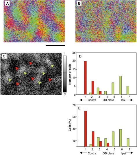 Maps Of Ocular Dominance Are Visible By P14 A Orientation Map
