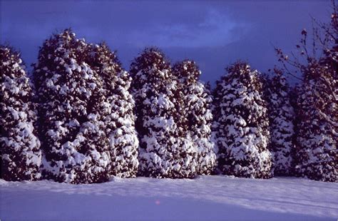 Techny Arborvitae Cashman Nursery