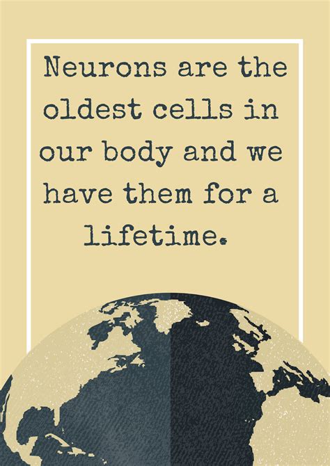 Just Facts What Is The Oldest Cell In Our Body
