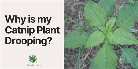 Why Is My Catnip Plant Drooping Understanding Common Causes Foliage