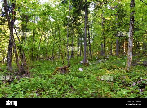 Mixed Broadleaf And Conifer Temperate Forest With Lush Herbaceous Vegetation Covering The Ground