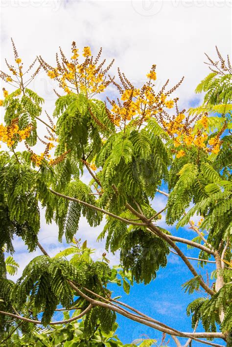 Deciduous Trees In Exotic Countries 17761586 Stock Photo At Vecteezy