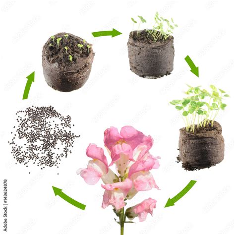 The Life Cycle Of Flowering Seed Plants Best Flower Site