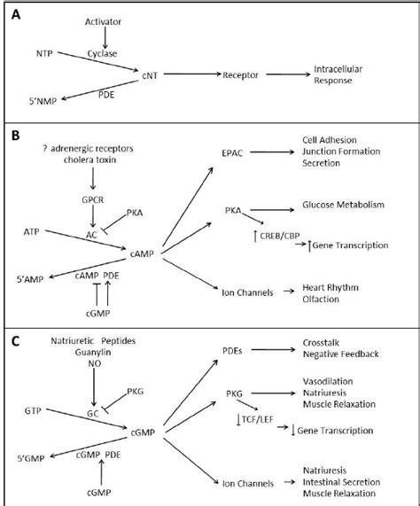 Generalized Illustrations Of Cyclic Nucleotide Signaling A Camp Download Scientific