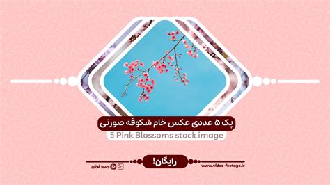 پک 5عددی تصویر استوک شکوفه صورتی ویدیو فوتیج