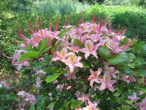 Azalea Border Arnold Arboretum