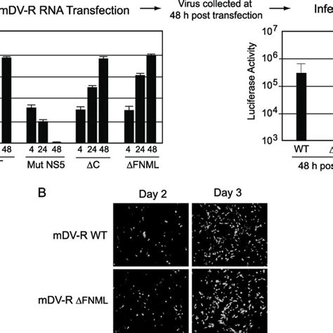 Dissociation Of Cis Acting Rna Elements From The Capsid Coding Region