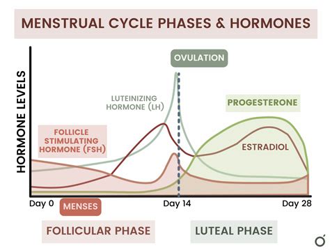 Menstrual Cycle Hormones And Their Effects In Different Menstrual