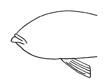 How To Draw A Fish That Looks Real In A Few Steps Bujo Babe