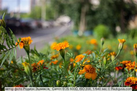 LOMO T-43 40/4, adapted for cameras with EF mount. Review from the ...