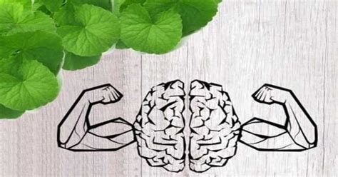 Enhance Your Cognitive Health Five Herbs Proven To Boost Memory And