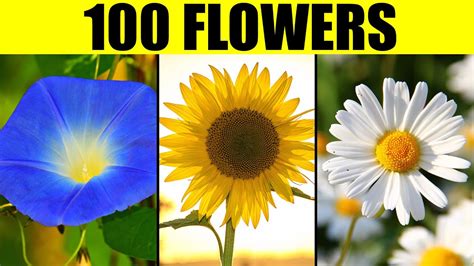 Flowers Of The World Names Of 100 Different Types Of Flowers Youtube