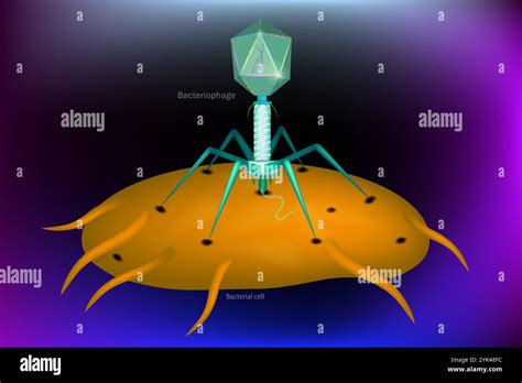 Archaea Structure