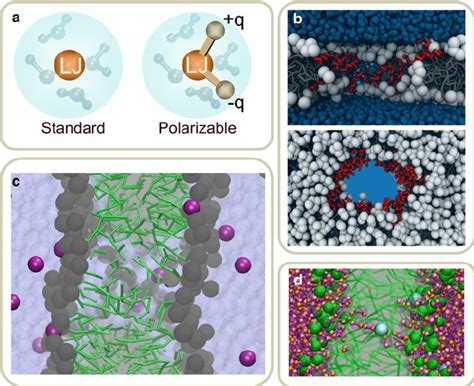 New Polarizable Water Model For Martini The Polarizable Water Model Is Download Scientific