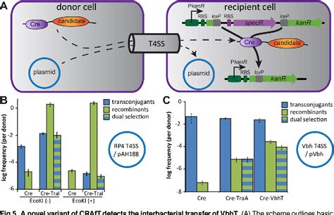Figure 5 From A Bacterial Toxin Antitoxin Module Is The Origin Of Inter Bacterial And Inter