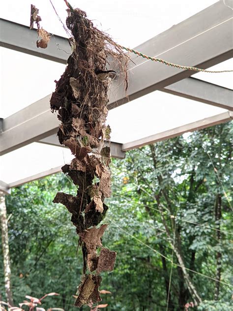 When A Sparrow Decided To Build A Nest In My Balcony Idukki R Kerala