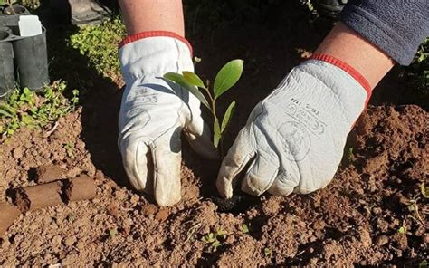 Equip Physiotherapy Healing Nature Fifteen Trees