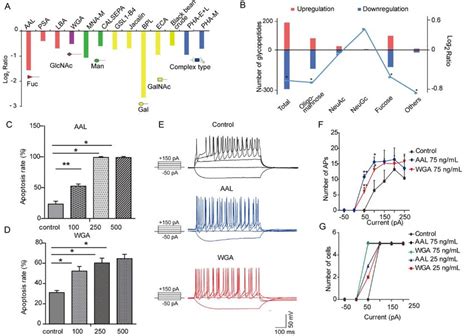 Glycome Profiling Via Lectin Microarray Analysis And Glycan Binding