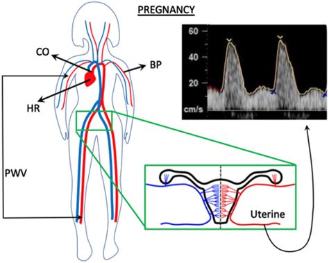 Personalising Cardiovascular Network Models In Pregnancy A Two‐tiered Parameter Estimation
