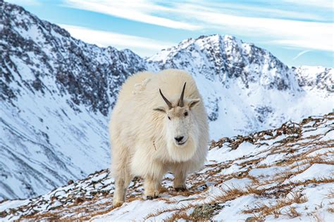 Rocky Mountain Goat