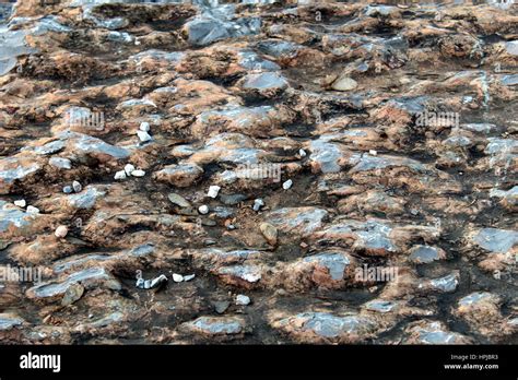 Chert Nodules Hi Res Stock Photography And Images Alamy