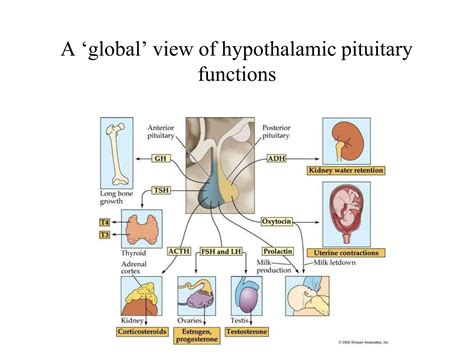 1 Hypothalamicpituitaryhormonespptx Endocrine And Metabolic
