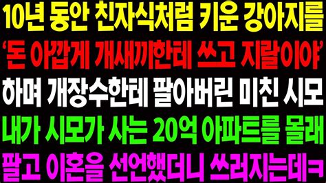 실화사연 10년 동안 친자식처럼 키운 강아지를 돈 아깝게 개새끼한테 쓰고 지랄이야 하며 개장수한테 팔아버린 시모 사이다 사연 감동사연 톡톡사연 Youtube