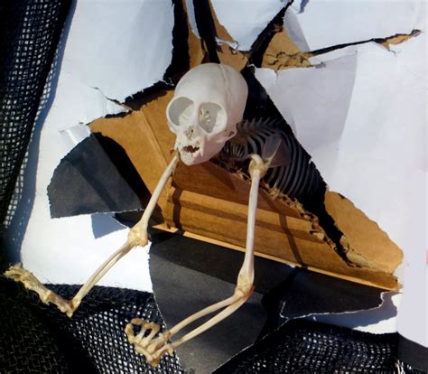 Monkey Skeleton Emerging From Box Free Photos On