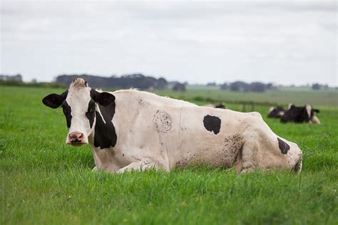 Cow Detection Object Detection Model By Sds