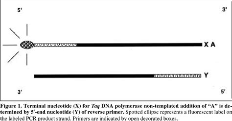 Figure 1 From Substrate Nucleotide Determined Non Templated Addition Of Adenine By Taq Dna