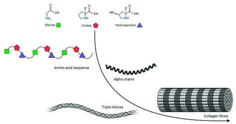 Collagen Structure Collagen Comprising Of Triple Helical Units Formed