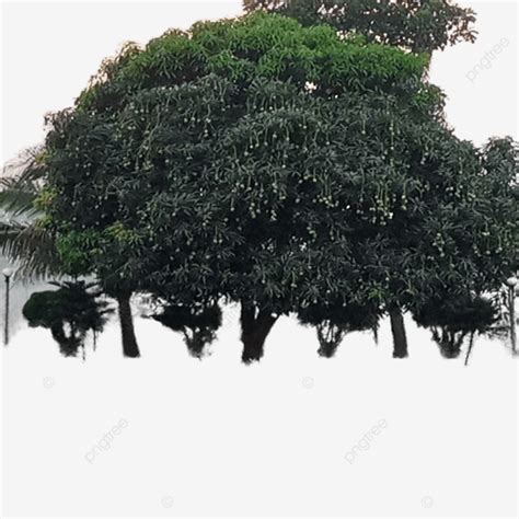망고 나무 벡터 긴 망고 나무 고약한 과일 나무에 녹색 망고 Png 일러스트 및 벡터 에 대한 무료 다운로드 Pngtree
