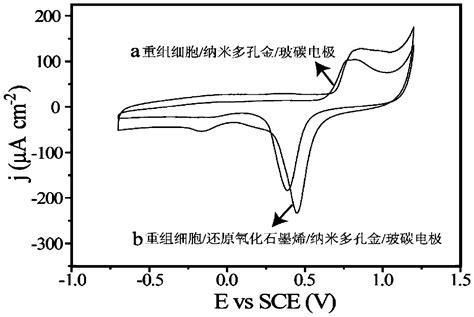 method for improving construction of biological electrode by utilizing