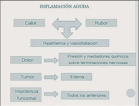 Inflamación Y La Descripción De Cada Una De Las Etapas