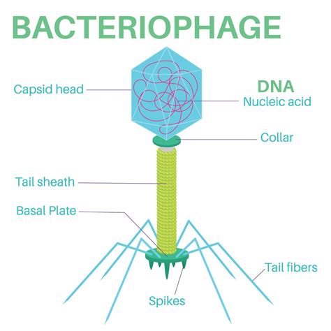 Structure Of The Bacteriophage 11539589 Vector Art At Vecteezy