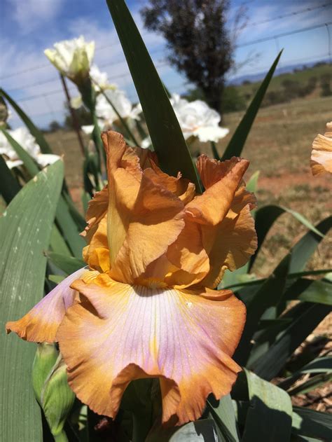 Ginger Swirl Sold Out Cargo Iris Garden