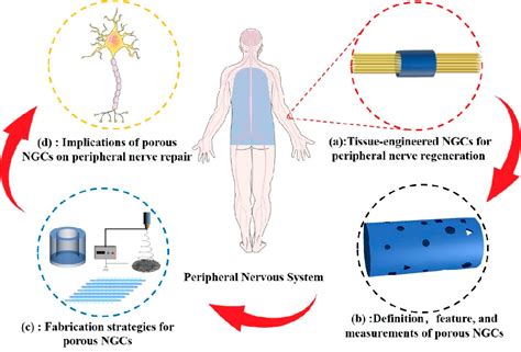 Figure 1 From The Porous Structure Of Peripheral Nerve Guidance Conduits Features Fabrication