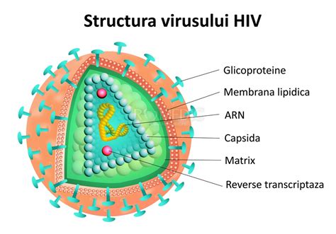 Infectia Perinatala Cu Hiv