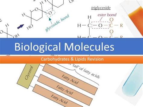 Carbohydrates Lipids A Level Biology REVISION For Students Teachers Tutors Teaching Resources