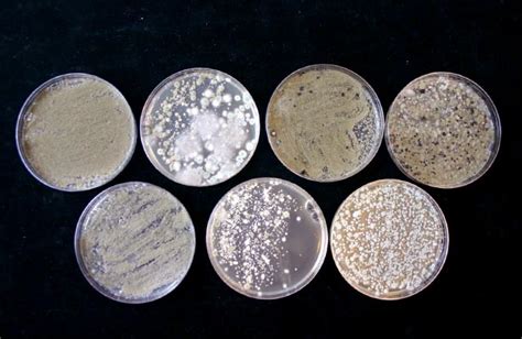 Pictures Of Different Types Of Mould