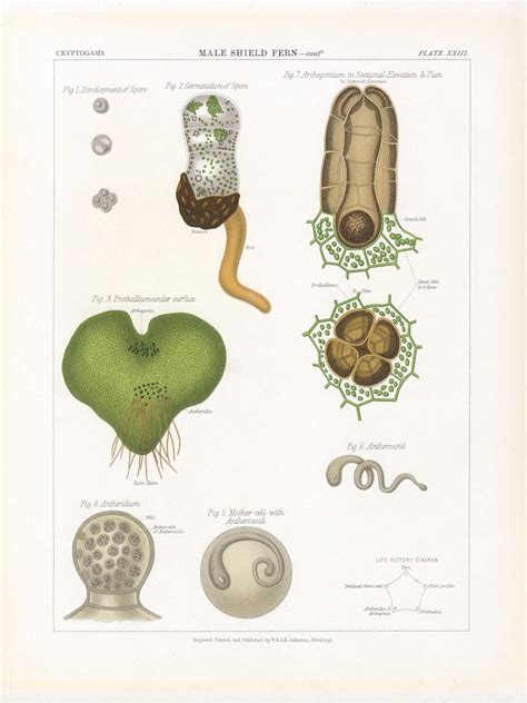 1883 Fern Classification Chart Taxonomy Of Cryptogamic Plants In An Antique Colored
