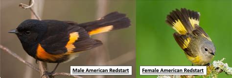 21 Warbler Species Found In Alberta Wpics Bird Watching Hq