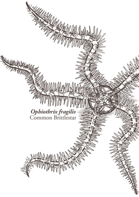 Ophiothrix Fragilis Halton Charters